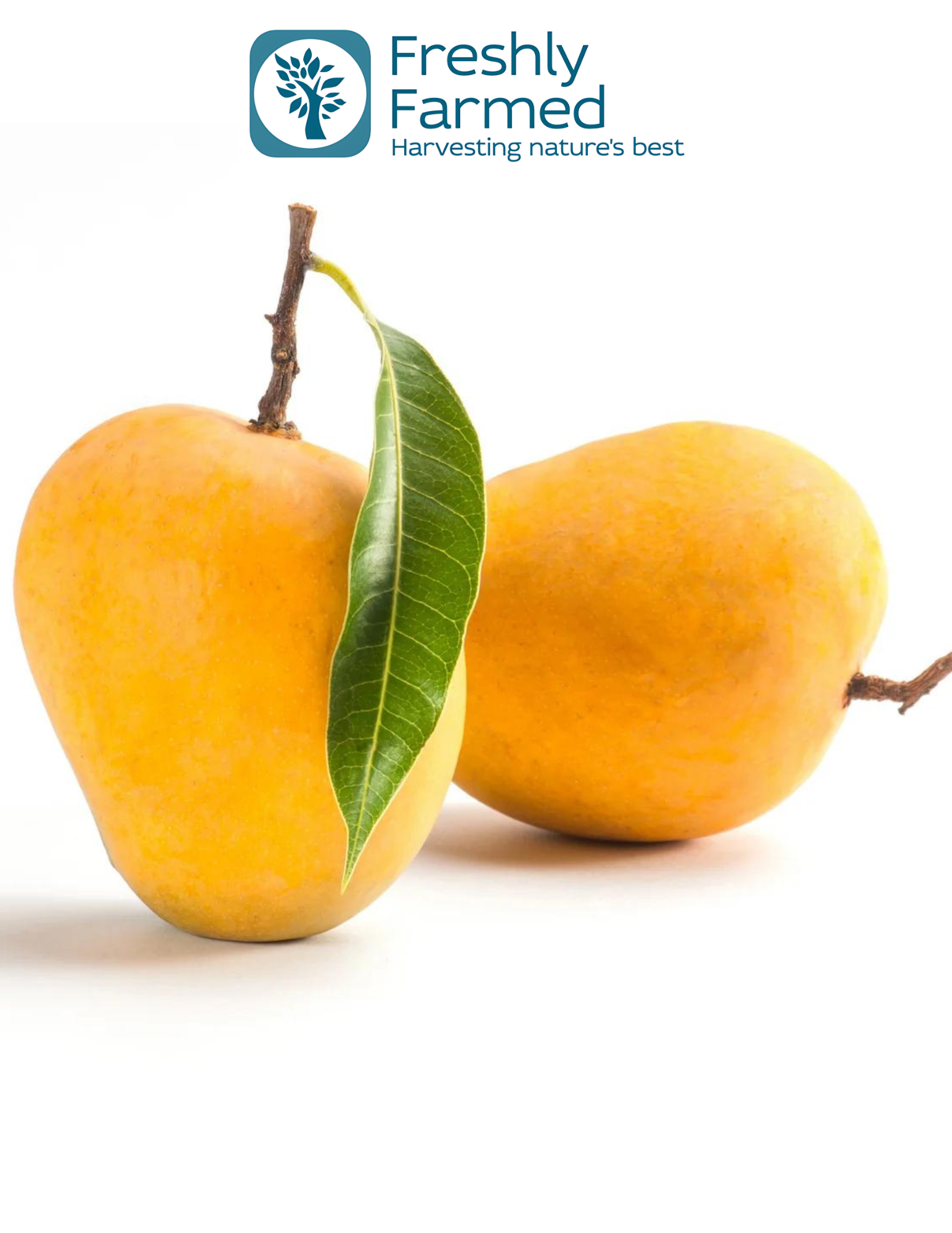 INDIAN MANGOES – Freshly Farmed