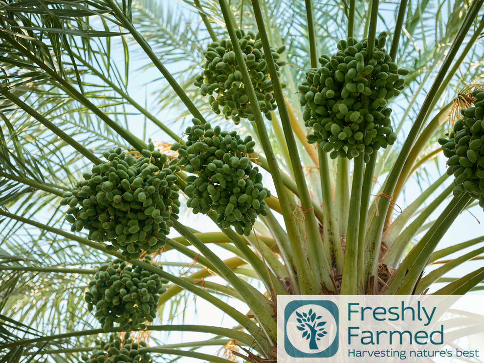 Organic California Medjool Dates - Whole, Fresh – Freshly Farmed